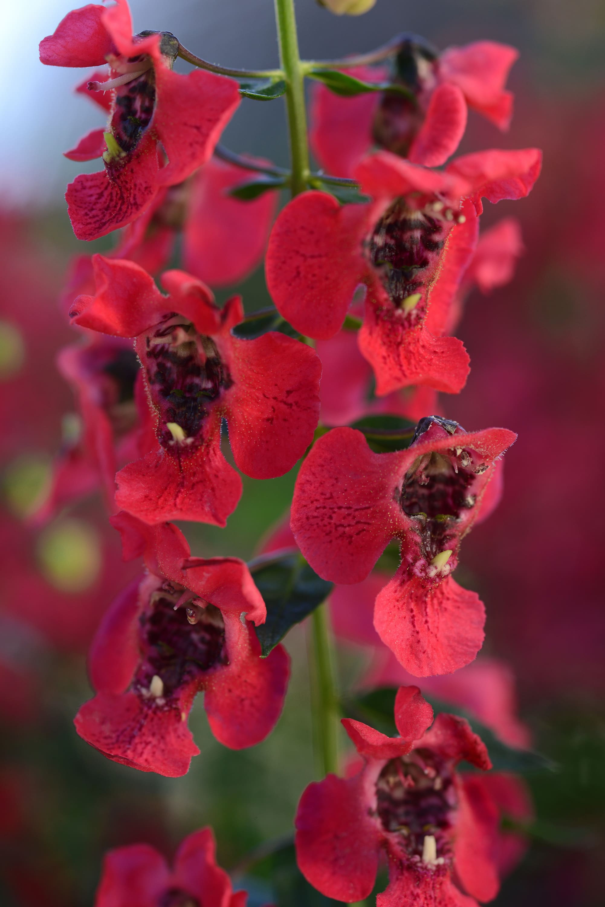Angelonia Archangel Cherry Red – 2 Wild Poppies