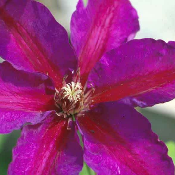 Clematis ‘Mrs N Thompson’ – 2 Wild Poppies