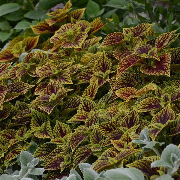 Coleus ‘Coleosaurus Improved’ – 2 Wild Poppies