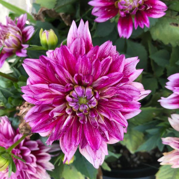 Dahlia Hypnotica Electric Pink – 2 Wild Poppies