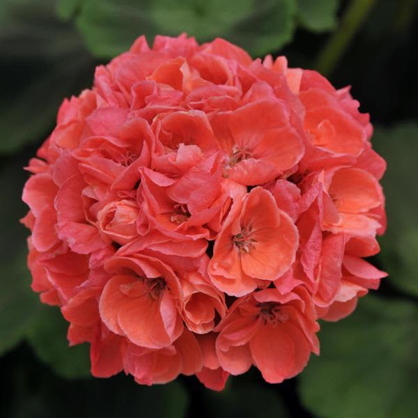 Geranium Dynamo ‘Dark Salmon’ – 2 Wild Poppies