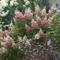 Hydrangea paniculata ‘Pinky Wink’ Tree Form #10 – 2 Wild Poppies