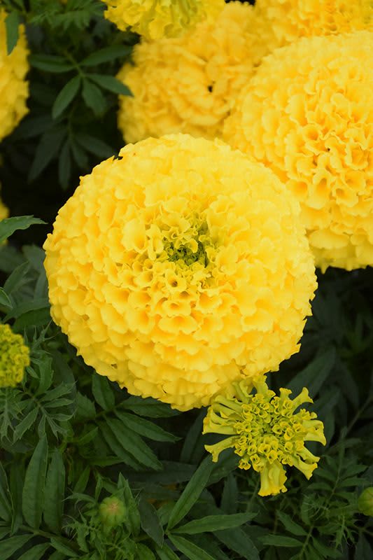 Marigold Marvel Yellow – 2 Wild Poppies