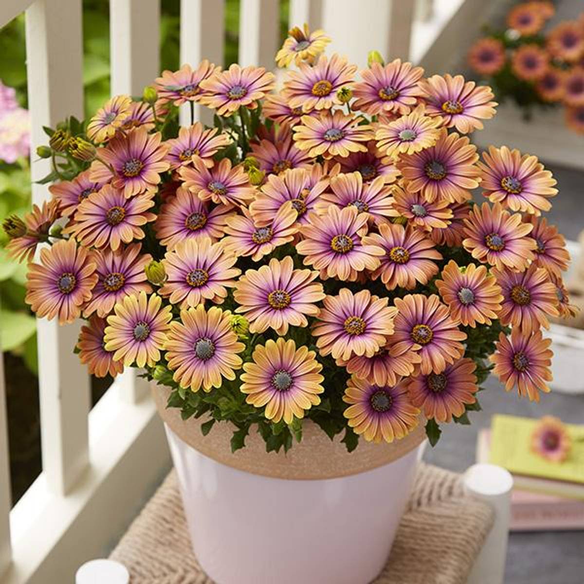 Osteospermum Serenity Pink 6″ – 2 Wild Poppies