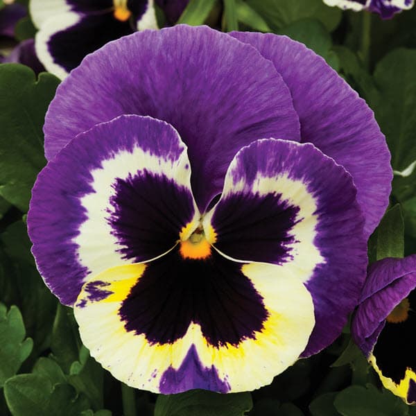 Pansy Colossus ‘TriColor’ 6 Pack – 2 Wild Poppies
