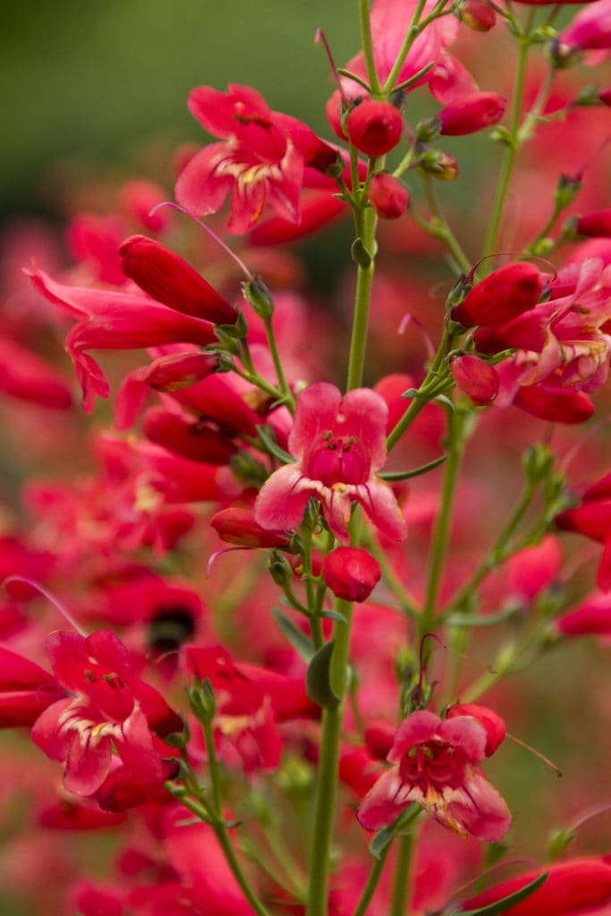 Penstemon Riding Hood Red – 2 Wild Poppies