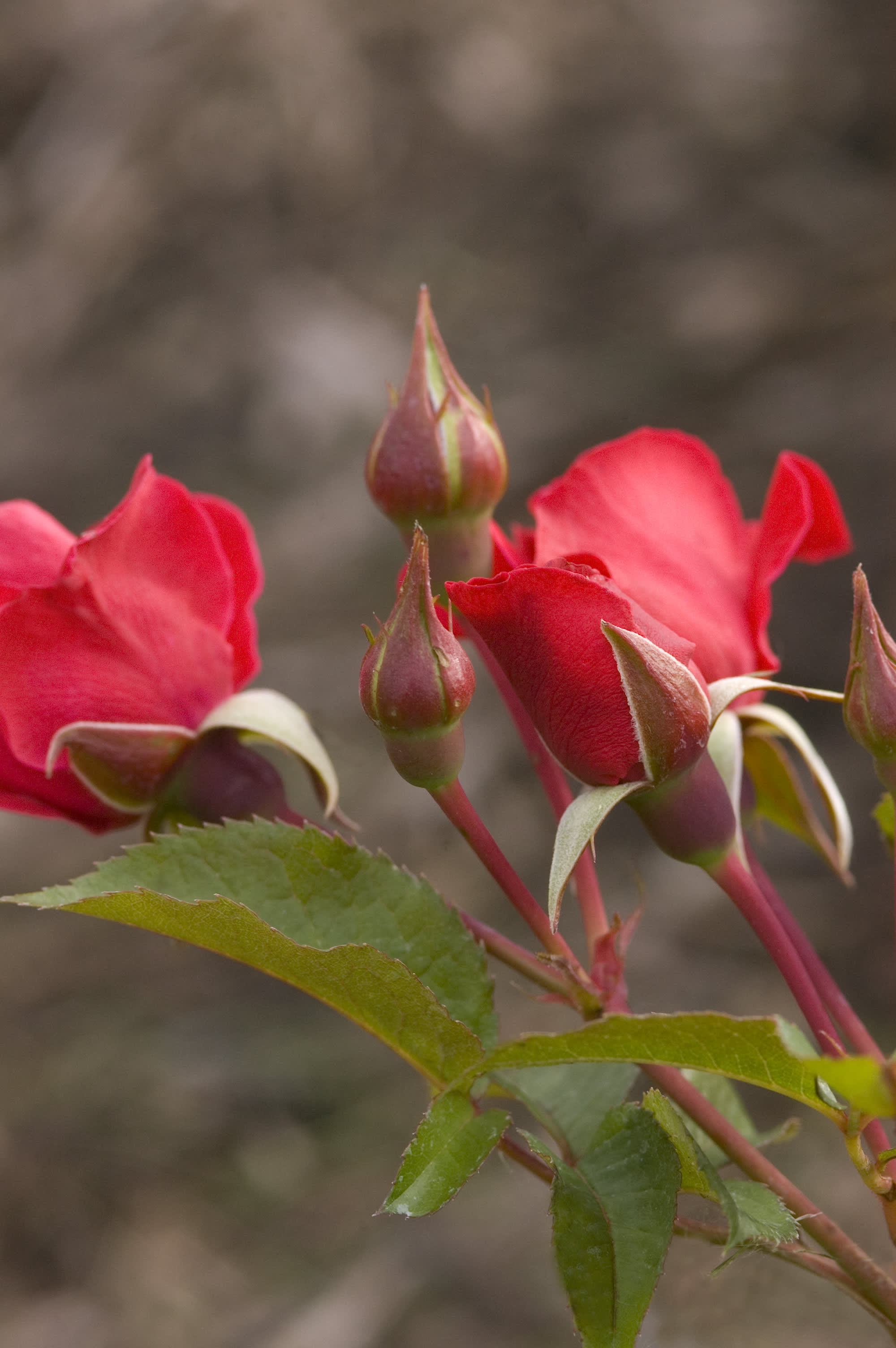 Rosa “BAlark’/Easy Elegance Como Park Rose #2 – 2 Wild Poppies