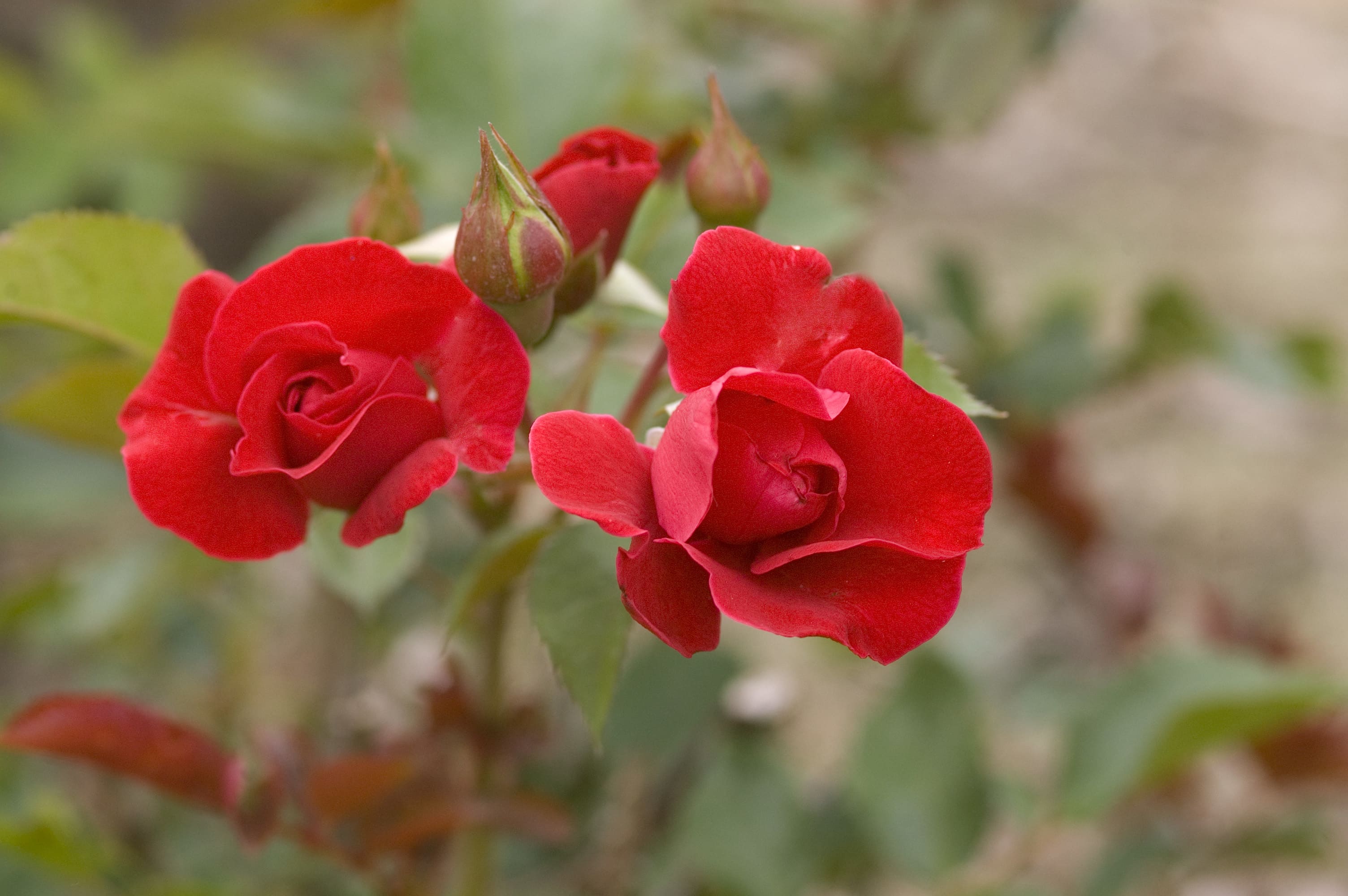 Rosa “BAlark’/Easy Elegance Como Park Rose #2 – 2 Wild Poppies