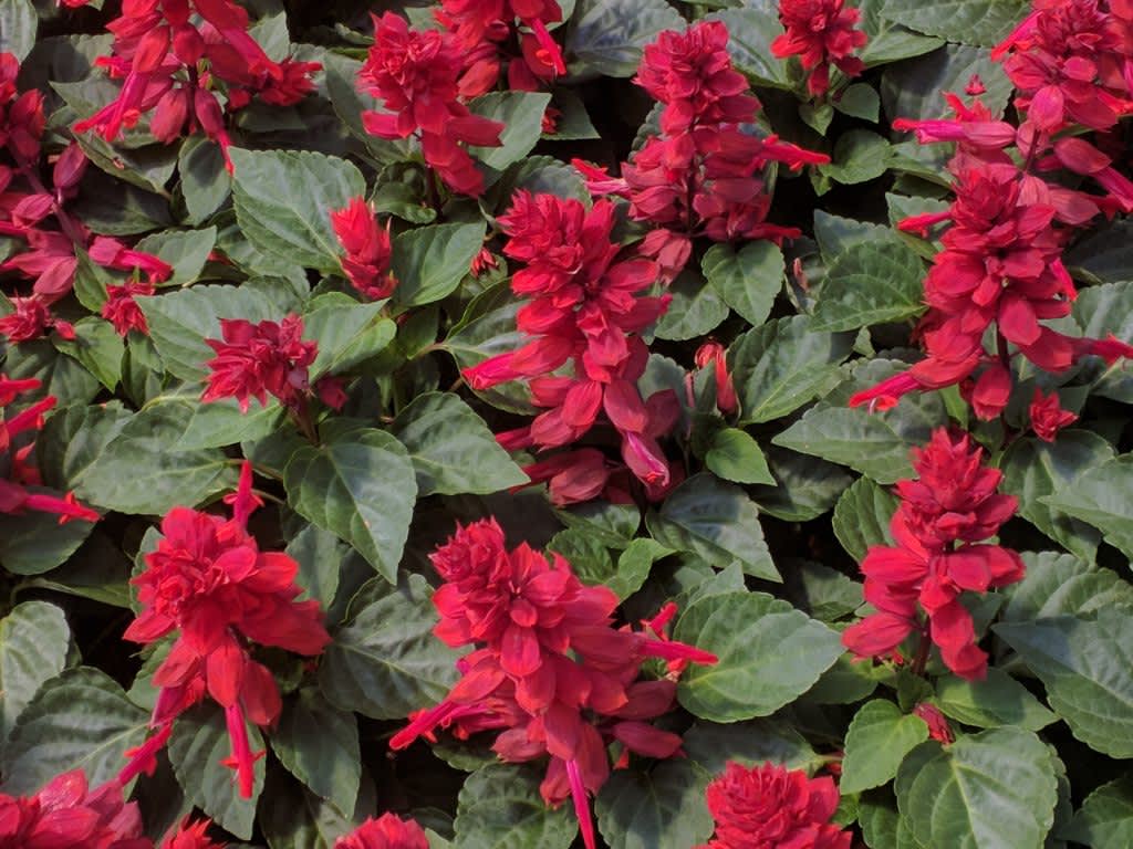 Salvia Sizzler Burgundy – 2 Wild Poppies