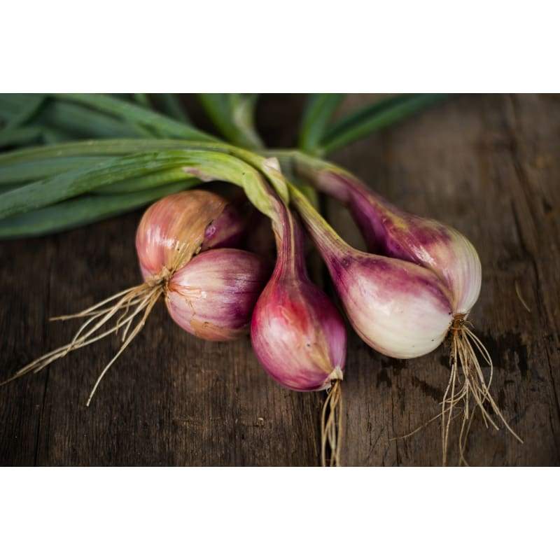 Shallots Conservor – 2 Wild Poppies