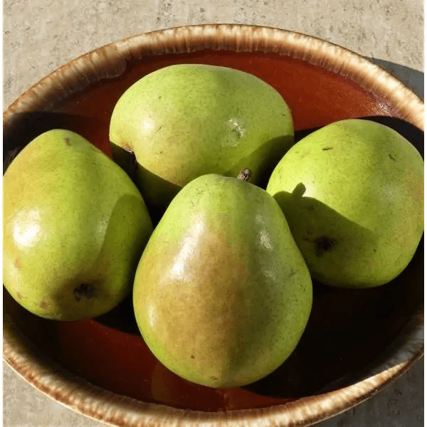 Pyrus communis Green Danjou, Pear, D’anjou – 2 Wild Poppies