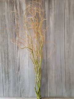 Medium Green Curly Willow – 2 Wild Poppies
