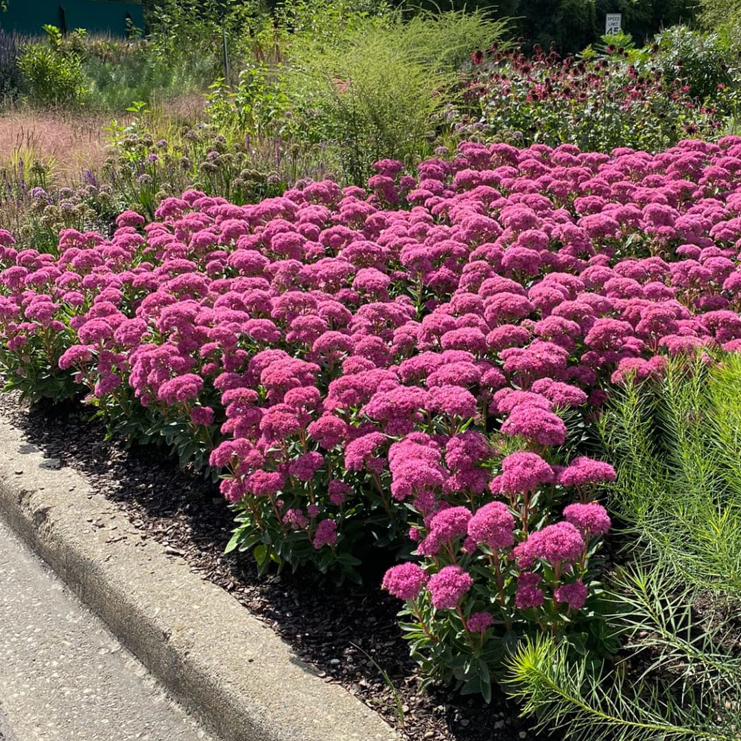 Sedum Carl – 2 Wild Poppies