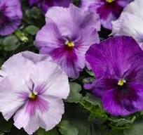 Pansy Delta Pro Lavender Blue Shades – 2 Wild Poppies